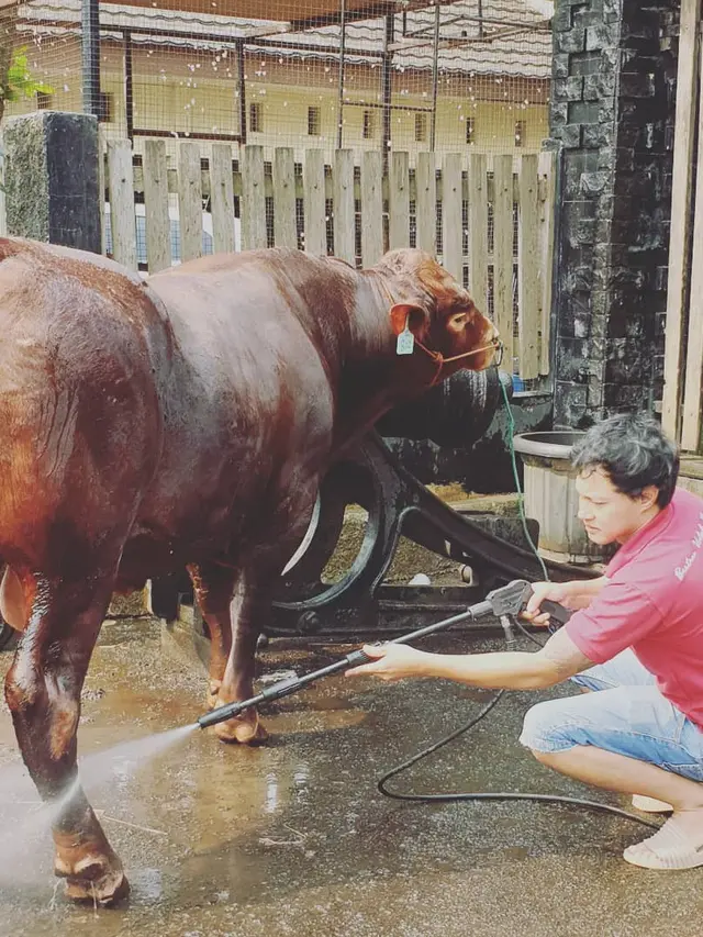 7 Potret Hardi Fadhillah Jadi Peternak Sapi Monster, Raup Untung Jelang ...