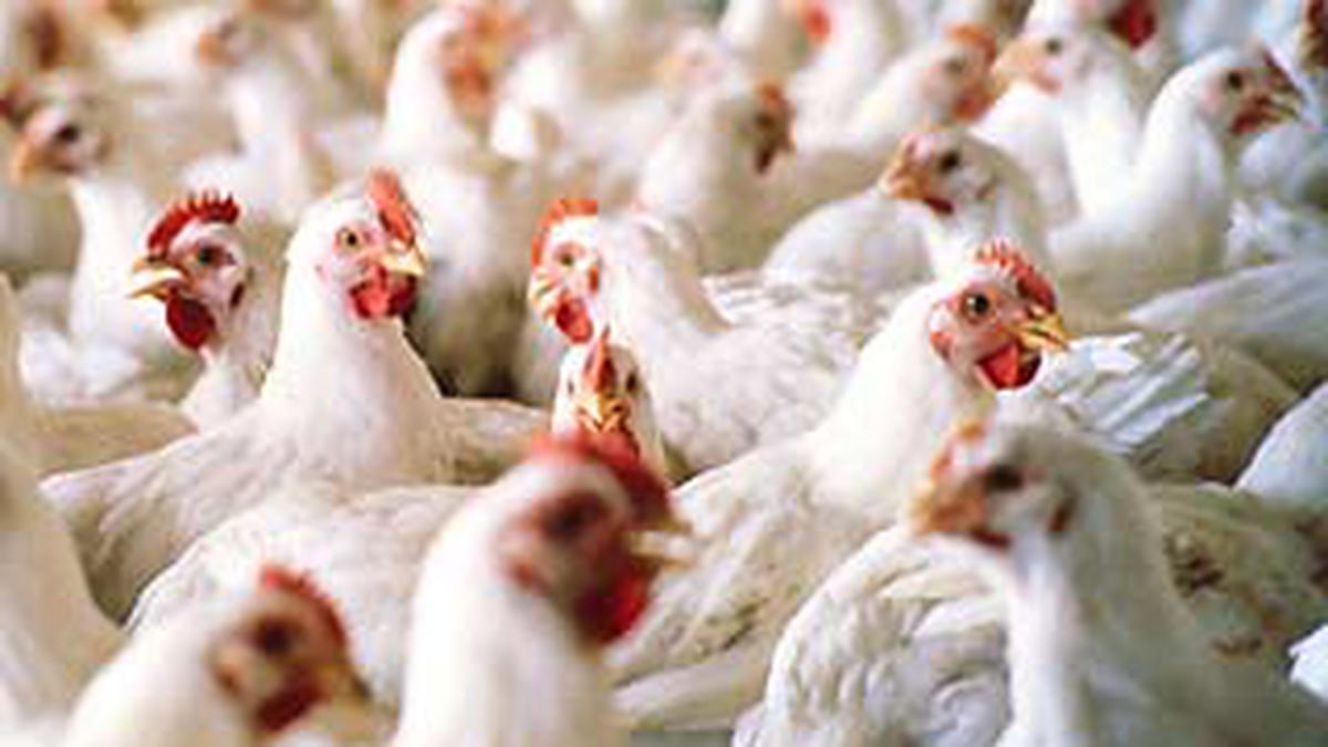 Harga Unggas dan Ikan Naik - News Liputan6.com