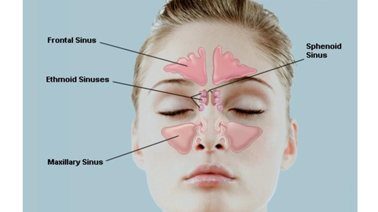 Sinus Adalah Rongga Kecil dalam Hidung, Ketahui Fungsi dan Jenis-Jenisnya