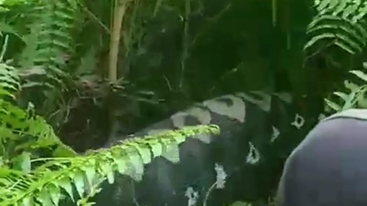 Ular Piton Sepanjang 7 Meter Telan Sapi Warga di Polewali Mandar ...