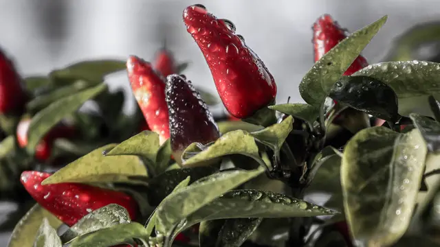 Cara Menanam Cabe dari Biji dan Hasil Melimpah, Pahami Teknik Budidaya ...