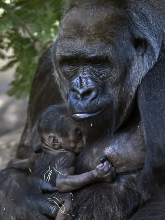 Gorila Spesies Langka Lahirkan Bayi Tanpa Jenis Kelamin - Foto Liputan6.com