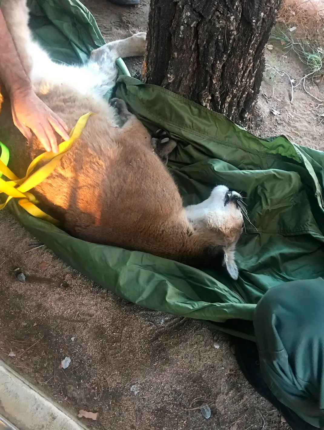 FOTO: Singa Gunung Terjebak di Atas Pohon Setinggi 15 Meter - Foto ...