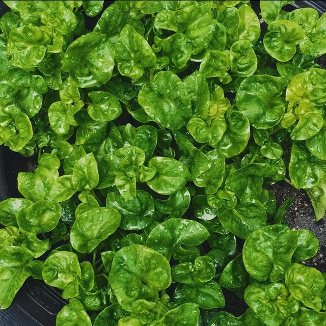 10 Manfaat Bayam Brazil, Sayur Kaya Nutrisi yang Bisa Jadi Tanaman Hias ...