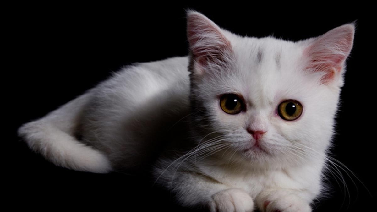 3 Hal Bijak dan Luar Biasa yang Bisa Dipelajari dari Kucing - Lifestyle ...