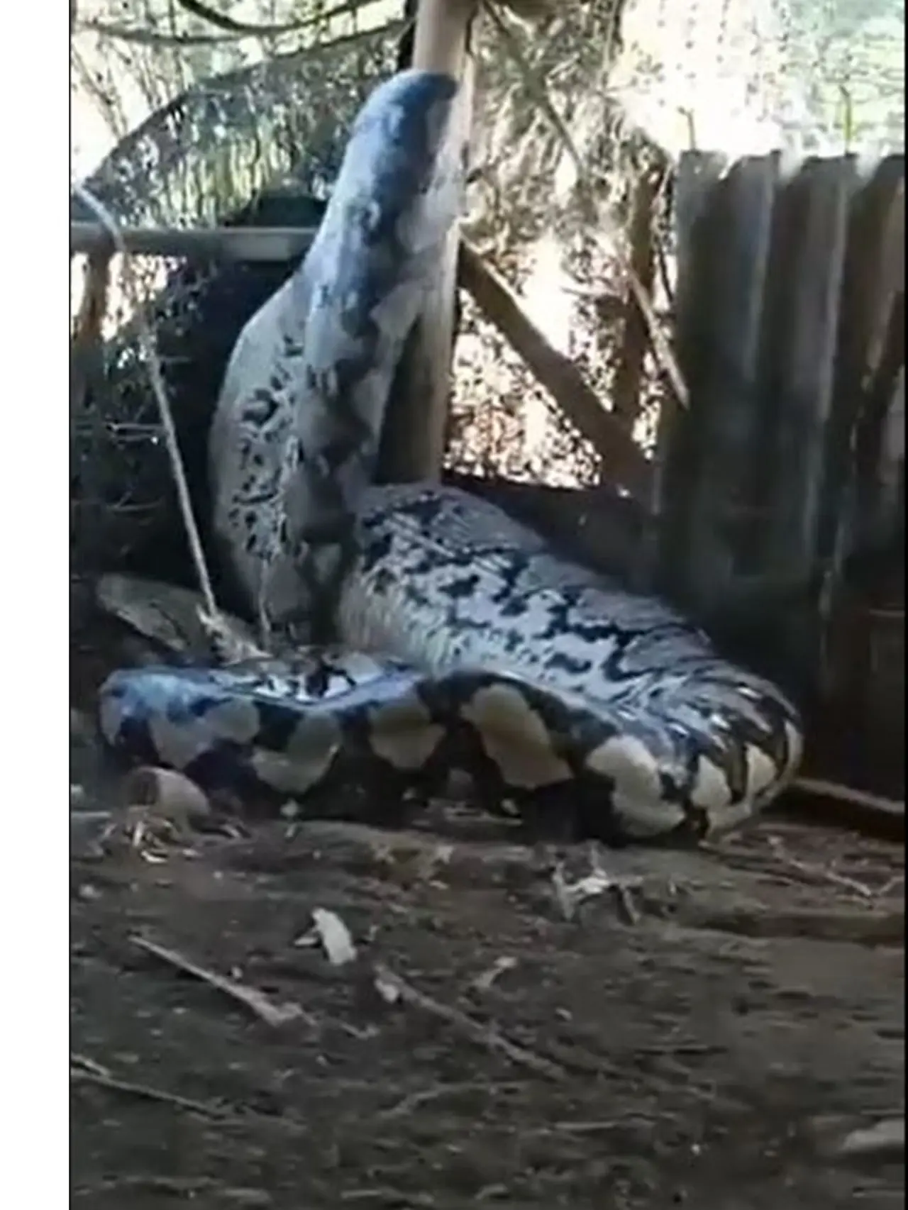 Viral Penampakan Ular Piton Raksasa di Sebuah Kandang, Diduga Usai Makan Ternak Warga - Hot ...