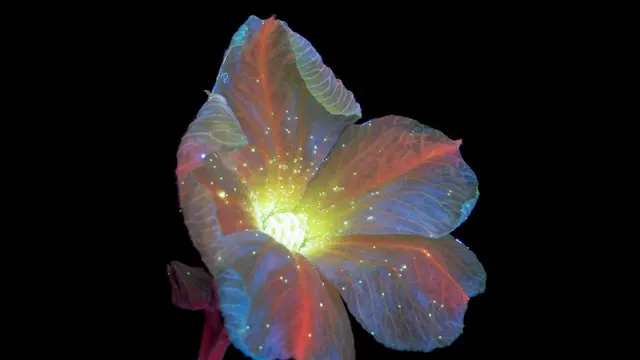 Lihat Keindahan Bunga yang Bisa Menyala dalam Gelap - Citizen6 Liputan6.com