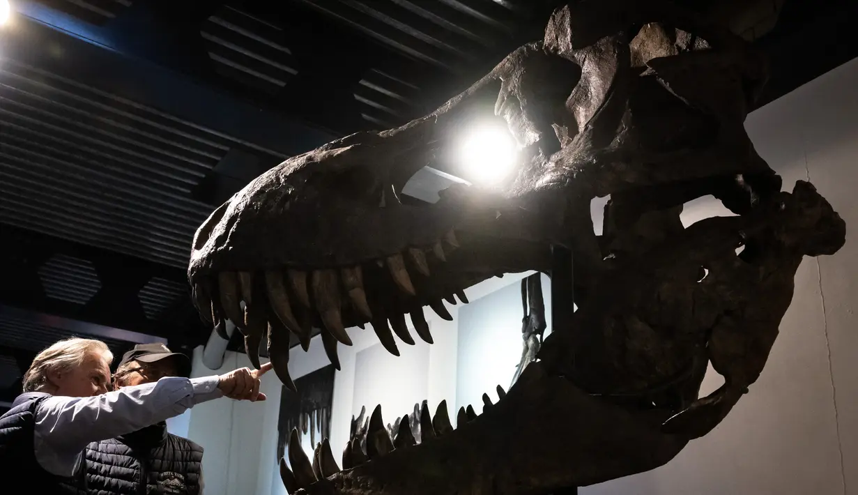 Pertama Kalinya Dilelang di Eropa, Kerangka T-rex Laku Terjual Rp 79 ...