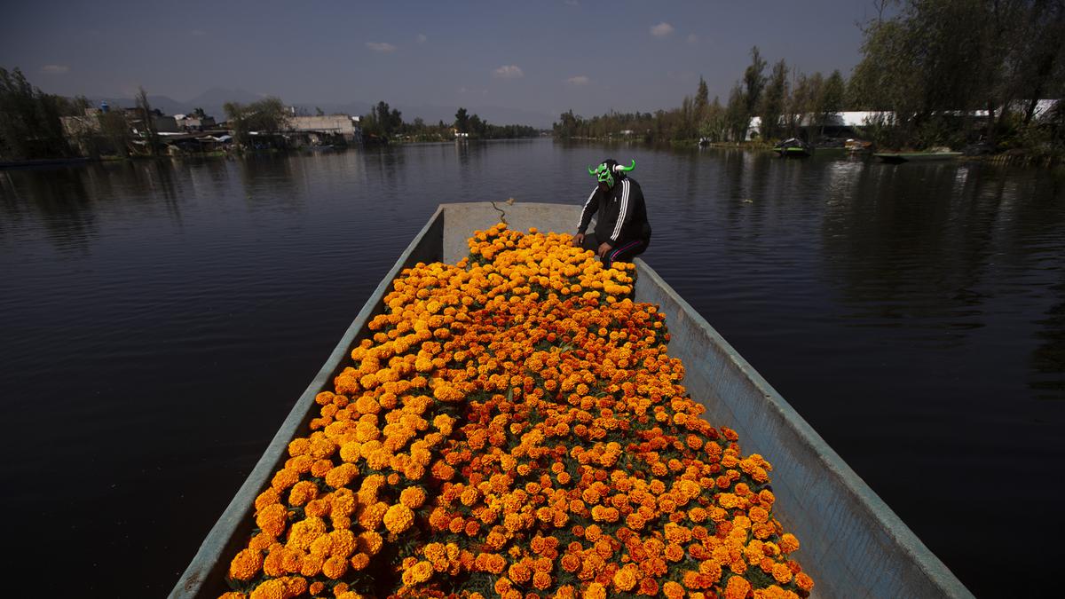 FOTO: Panen Bunga Marigold Jelang Day of the Dead di Meksiko - Foto ...
