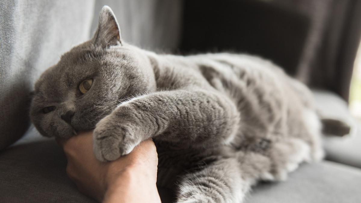 7 Arti Mimpi Digigit Kucing dapat Menjadi Pertanda Baik