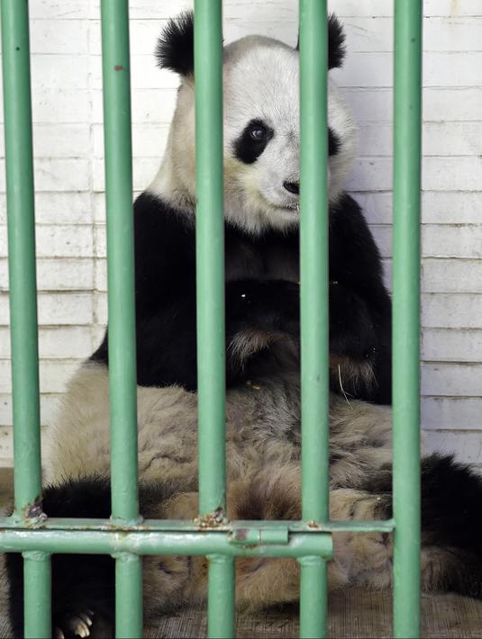 FOTO: Menengok Xin Xin dan Shuan Shuan, Panda Imut Milik Meksiko - Foto ...