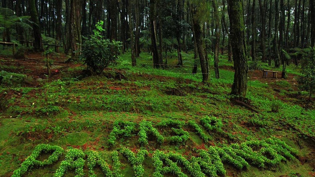5 Aktivitas Seru yang Bisa Kamu Lakukan di Bukit Pinus Panyawangan ...