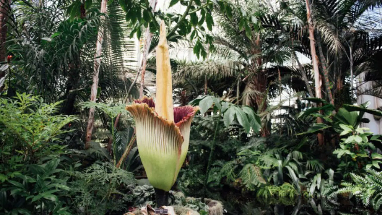 Ciri Khusus Bunga Bangkai, Berbeda dengan Bunga Rafflesia Arnoldii ...
