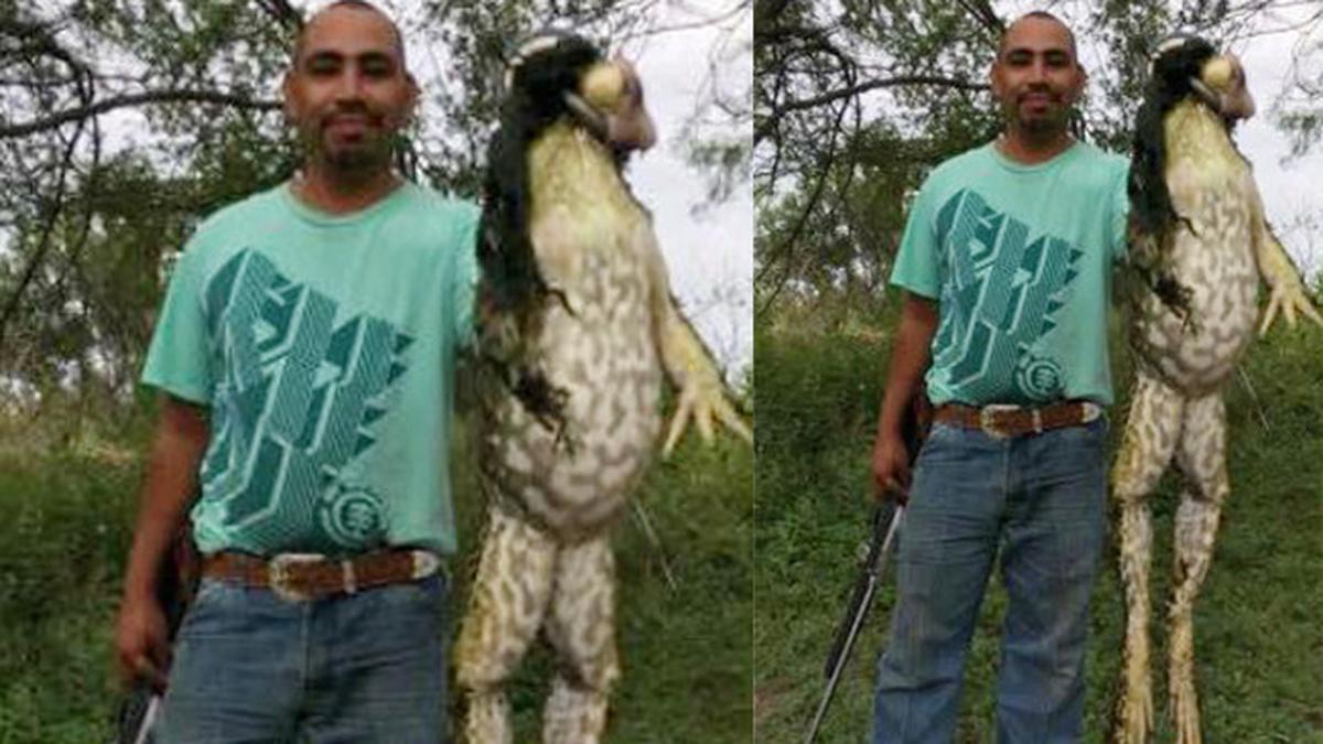 Terungkap, Kisah Sebenarnya di Balik Foto Kodok Raksasa - Citizen6 ...