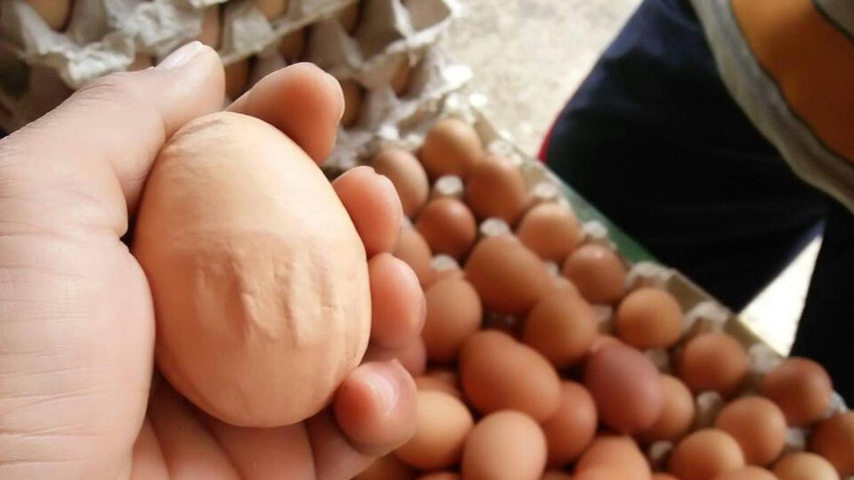 Telur Ayam Berlafaz Allah Gegerkan Warga Pagaralam - Regional Liputan6.com