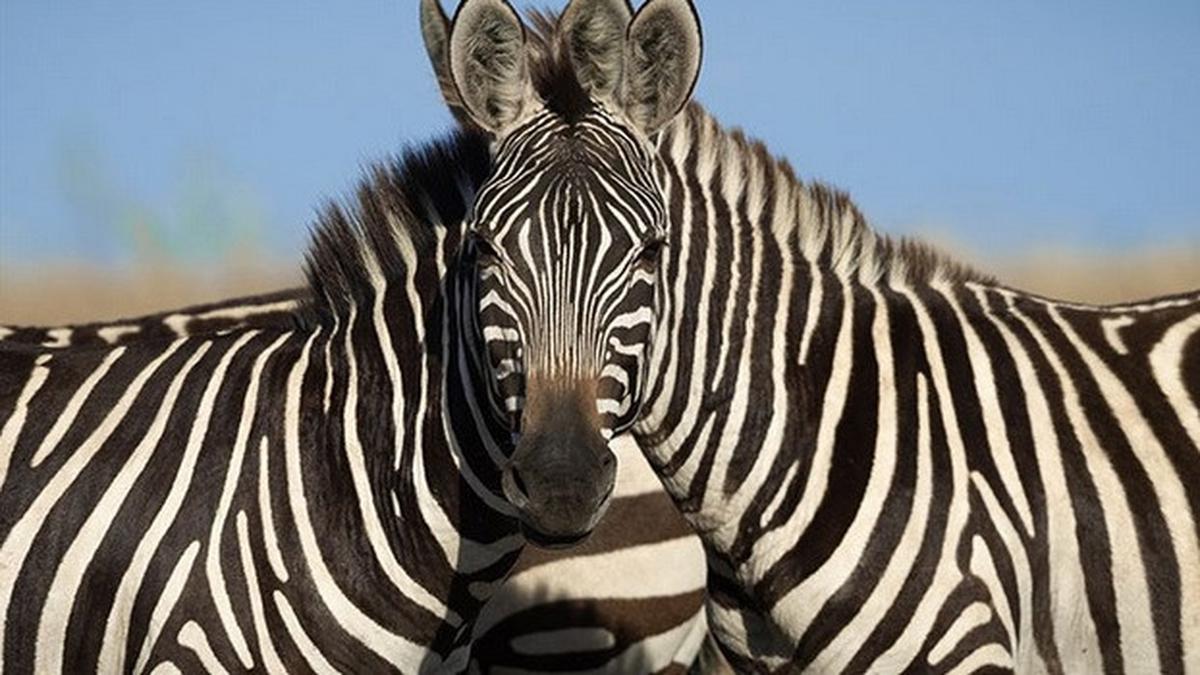 Banyak yang Terkecoh, Bisakah Kalian Tebak Zebra Mana yang Menghadap ...