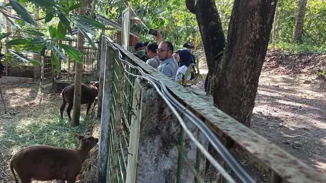 Menengok Upaya Pelestarian Hewan Endemik Sulawesi Anoa di ABC Manado ...