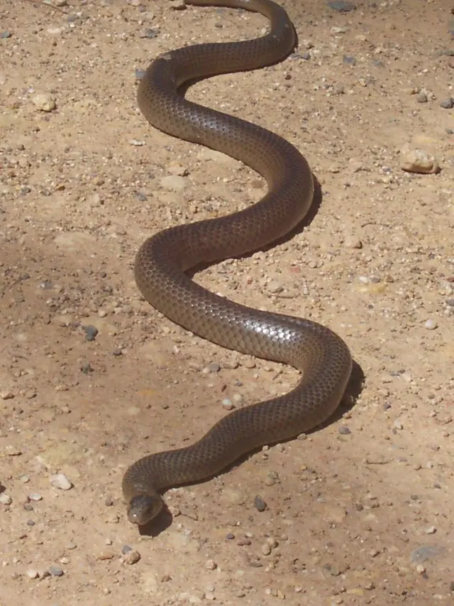 Taipan Pedalaman hingga Weling, Kenali 6 Ular Paling Mematikan di Dunia ...