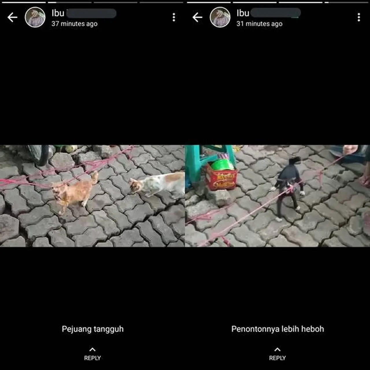 5 Potret Kucing Lomba Makan Ala 17 Agustusan Ini Kocak - Hot Liputan6.com