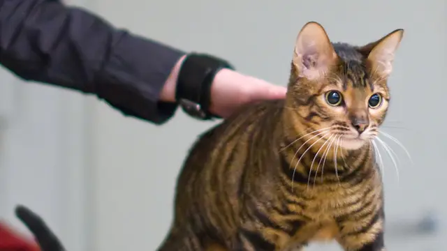 9 Cat Breeds That Look Like Tigers That Are Exotic Elegance - English ...