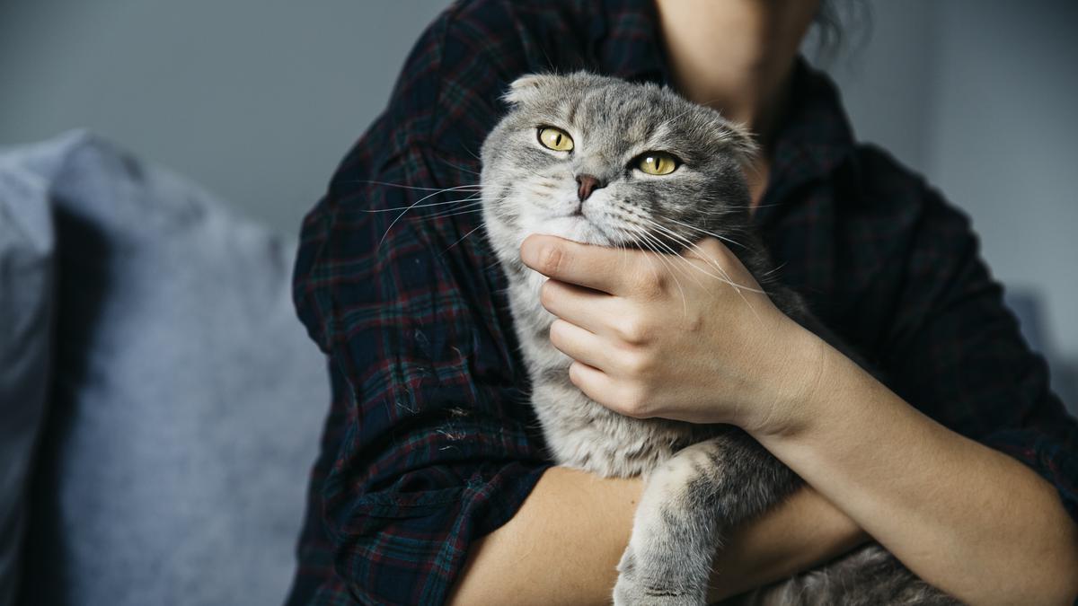 Cara Menjaga Kucing Peliharaan Tetap Aktif Secara Fisik dan Mental