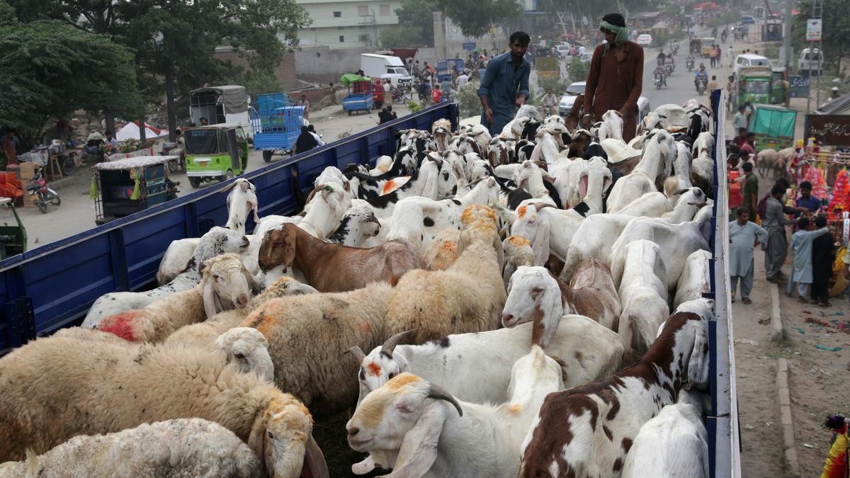 FOTO: Kambing Hingga Unta Tersedia di Pasar Ternak Pakistan Jelang Idul ...