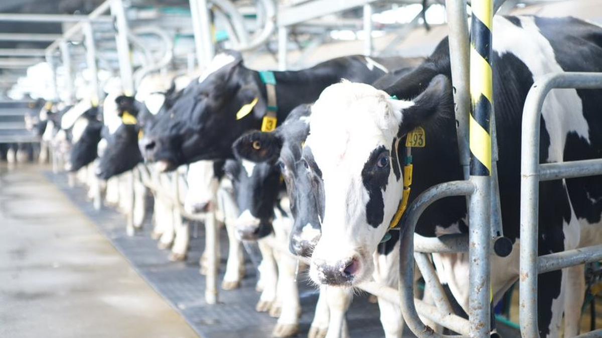 KIN Luncurkan Varian Yoghurt Baru Berbahan Susu Sapi A2