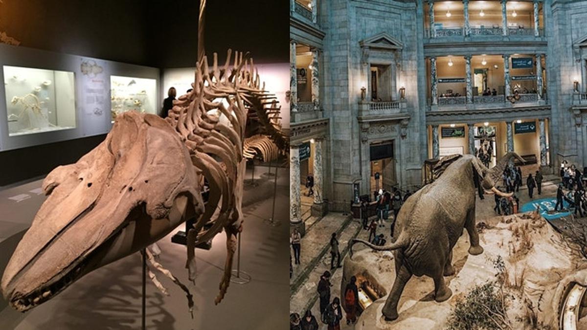 6 Museum Sejarah Alam Terunik di Dunia, Interiornya Bikin Kagum