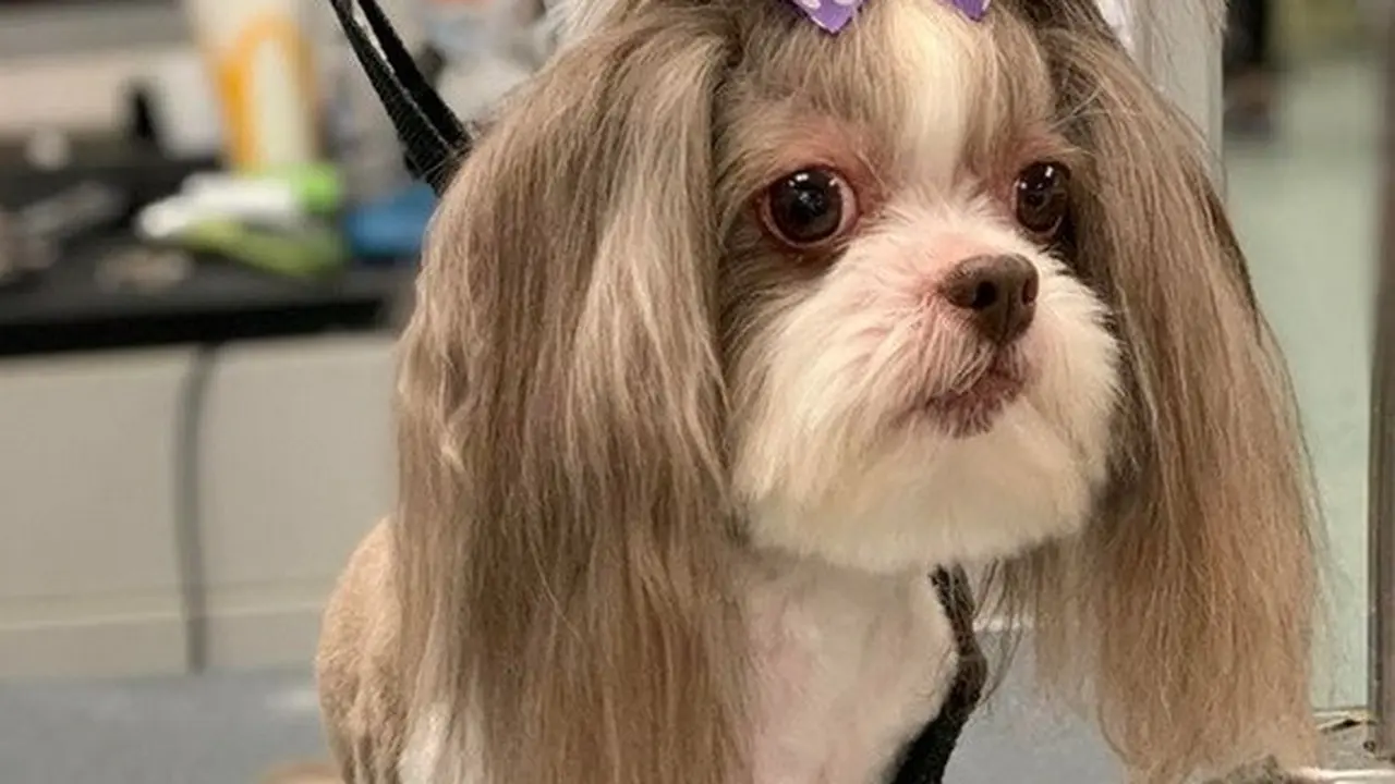 7 Potret Anjing Miliki Model Rambut Keren, Nggak Kalah Sama Manusia ...