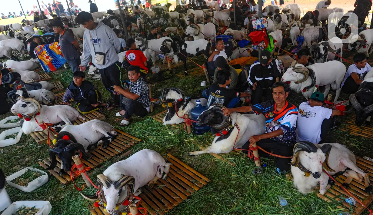 Melihat Keseruan Festival Ternak dan Seni Ketangkasan Domba Garut di ...