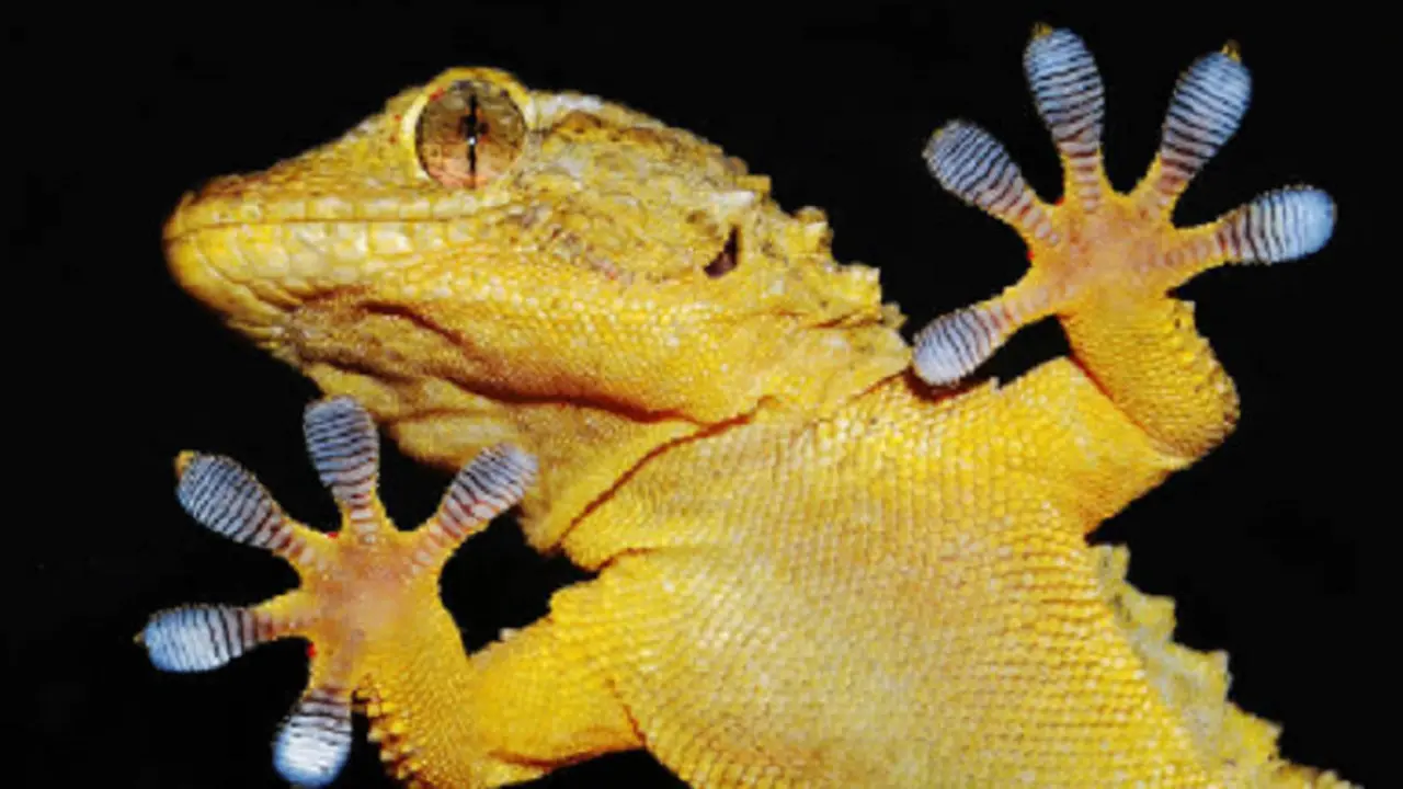 6 Makanan Tokek Rumah yang Mudah Dicari, Pemelihara Wajib Tahu - Hot ...