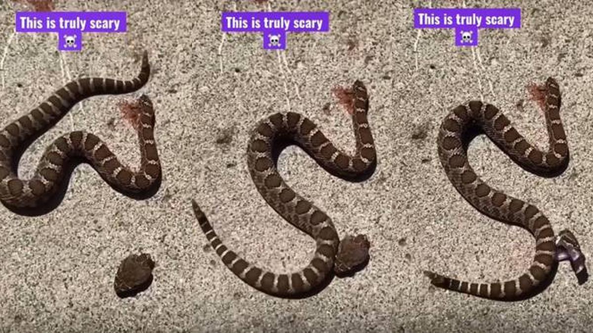Viral, Ular Masih Bisa Menggigit Meski Kepalanya Sudah Putus Ini Bikin ...
