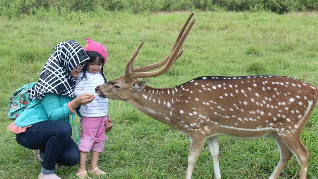 Penangkaran Rusa Bogor, Destinasi Wisata Edukatif Bernuansa Alam - News ...