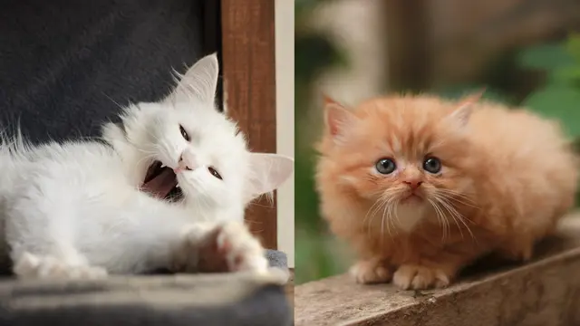 12 Perbedaan Kucing Anggora dan Persia, Bentuk Fisik dan Kepribadiannya - Hot Liputan6.com