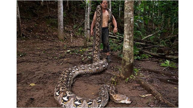 Ular Terpanjang di Dunia Ditemukan di Sulawesi, Panjangnya Hampir 8 Meter