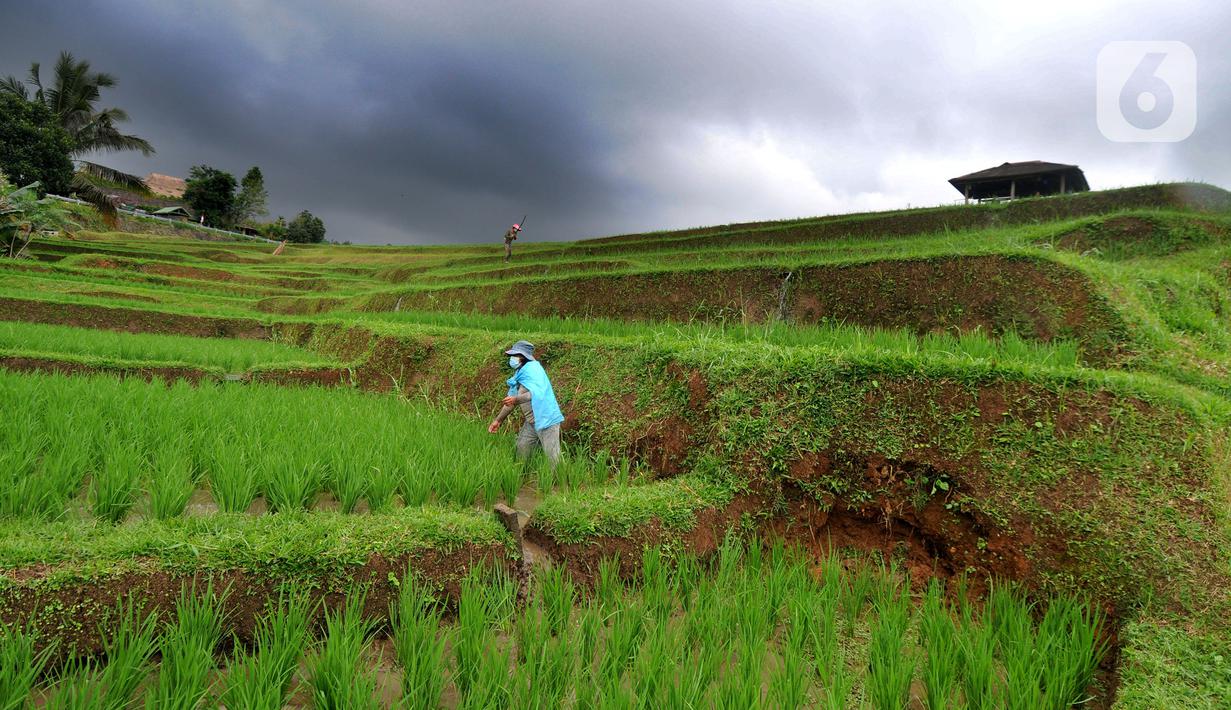 FOTO: Merawat Tanaman Padi di Terasering Jatiluwih - Foto Liputan6.com