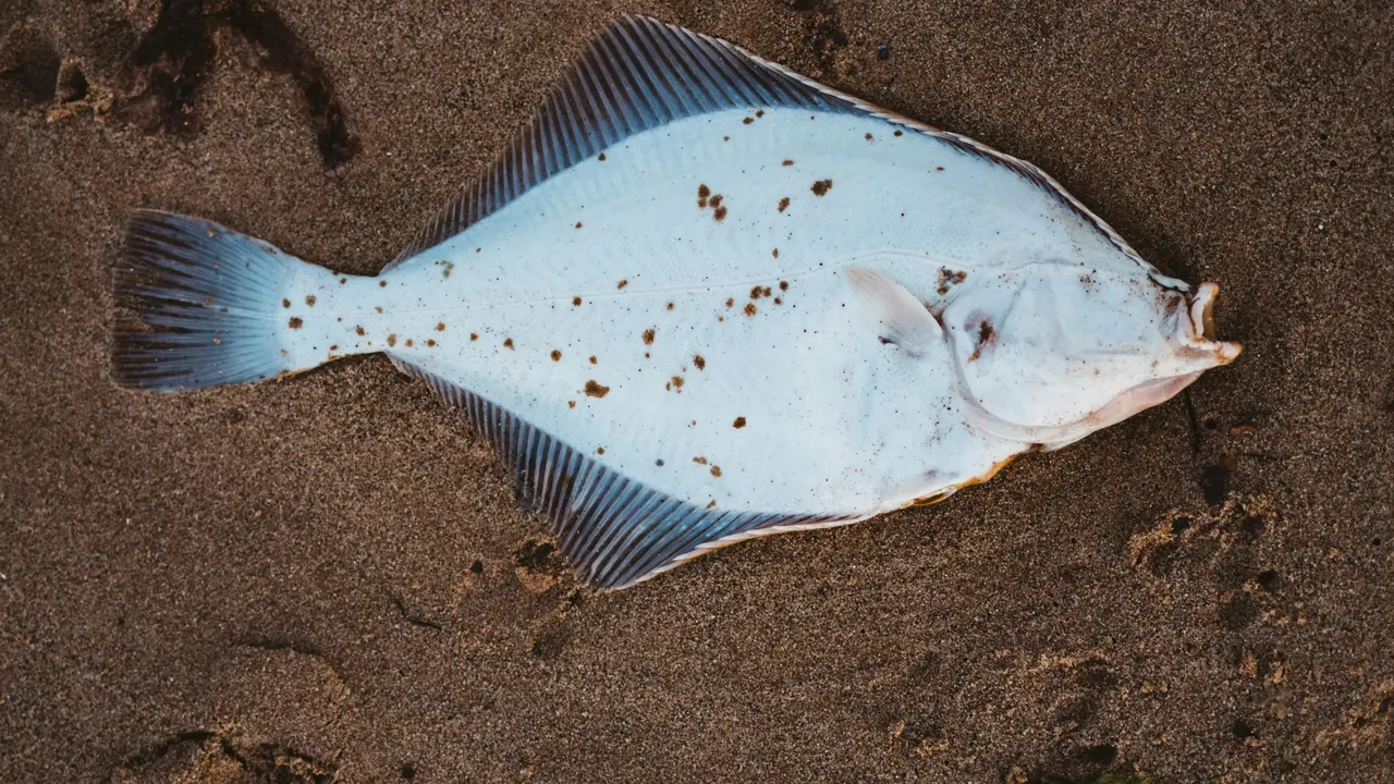 Mengenal Ikan Sebelah: Fakta Ilmiah dan Kaitannya dengan Kisah Nabi ...