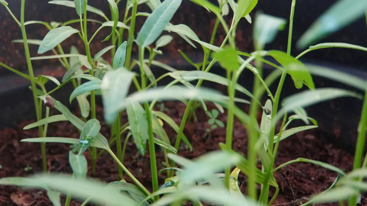 Panduan Berkebun Sayur Mini 30 Hari di Rumah Sempit, Produktif Setiap ...