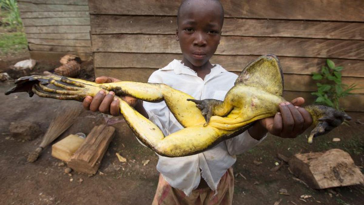 Miris, Katak Raksasa Terancam Punah - Lifestyle Fimela.com