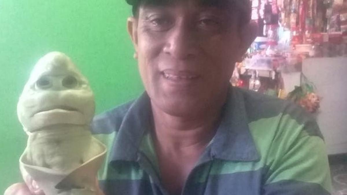 Viral Bayi Hiu Berwajah Mirip Manusia Ditemukan Nelayan di NTT, Ini 4 ...