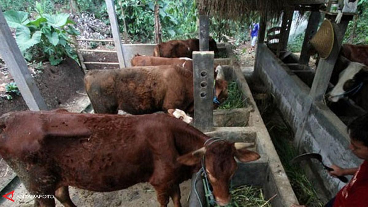 Data Sapi Disebut Tidak Valid, BPS Gelar Sensus Pertanian 2013