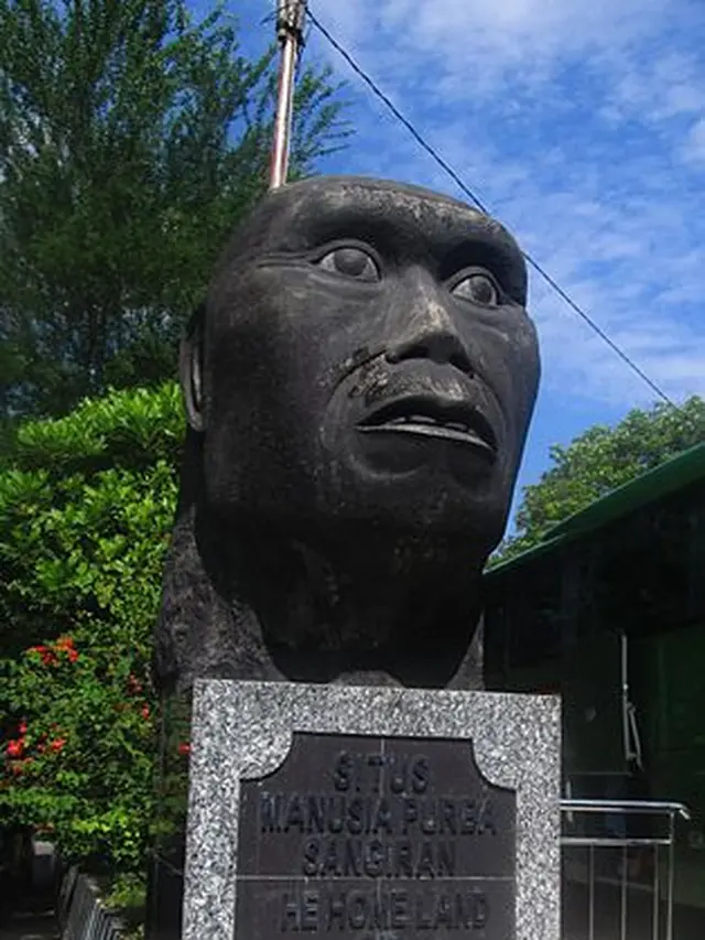 Ciri-Ciri Pithecanthropus erectus dan Sejarah Penemuannya di Jawa - Hot ...