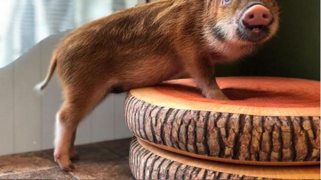 Sensasi Nongkrong di Kafe Ditemani Babi-Babi Mini - Lifestyle Liputan6.com