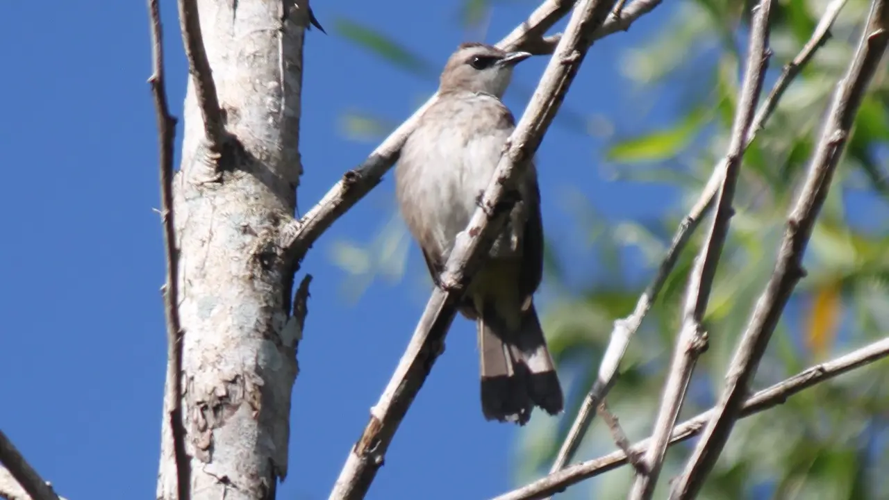 Mengenal 6 Burung Endemik Indonesia, Ada yang Dinamai Iriana Jokowi ...