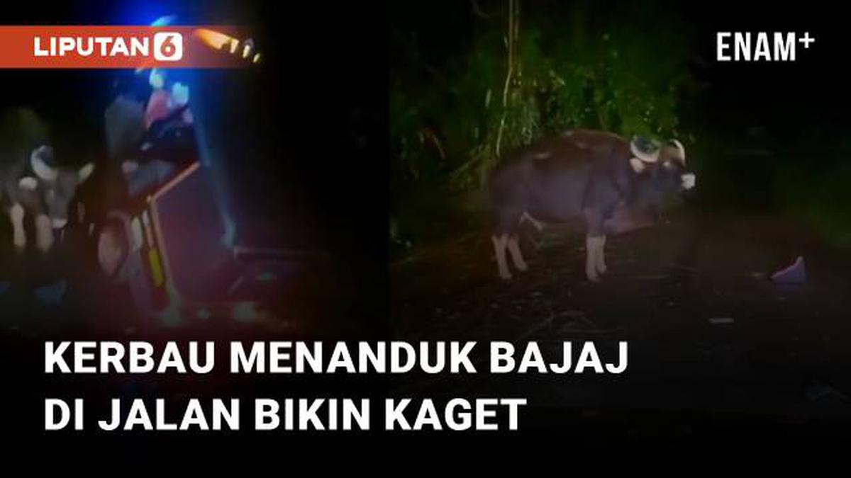 VIDEO: Hingga Remuk, Aksi Kerbau Menanduk Bajaj di Jalan Bikin Kaget