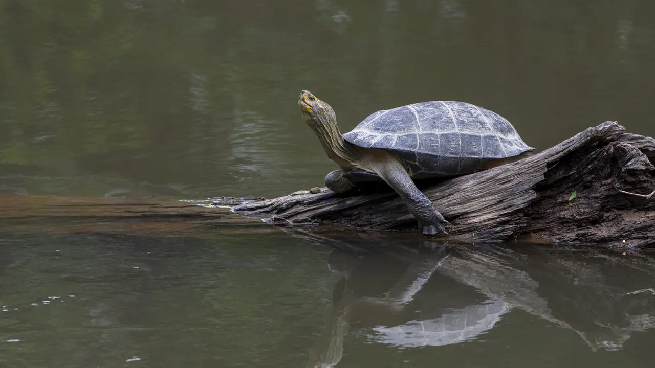 6 Jenis Kura-Kura Peliharaan yang Bisa Kamu Rawat di Rumah - Citizen6 ...