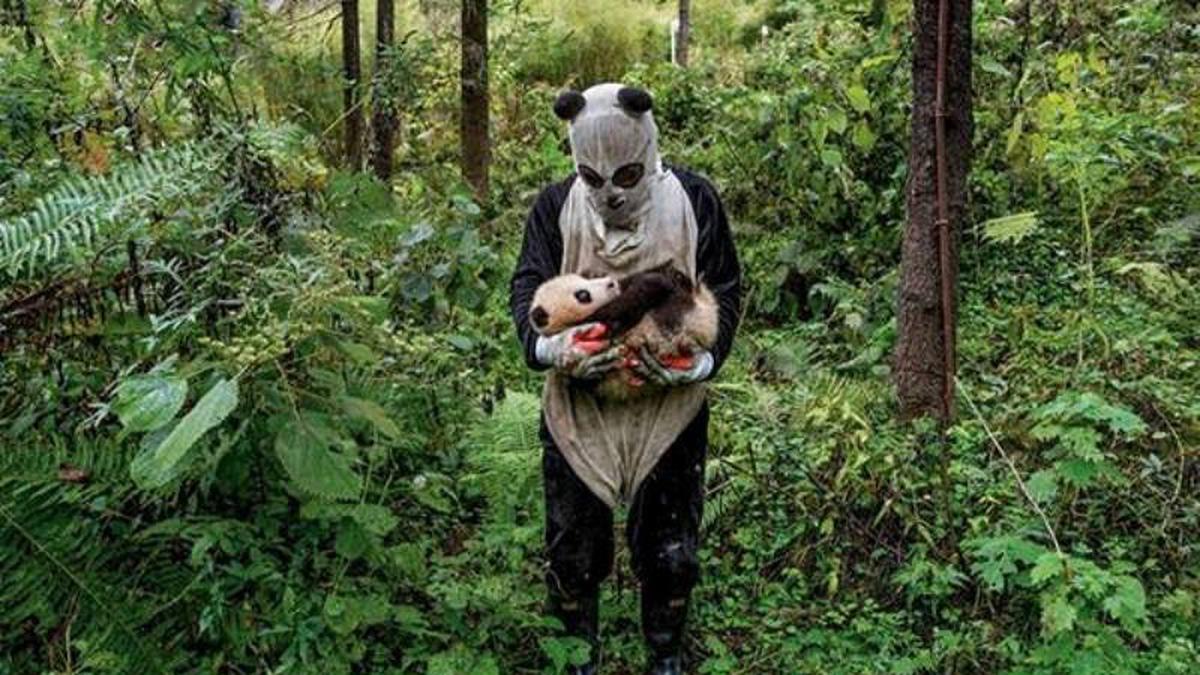 Demi Selamatkan Panda, Ilmuwan Menyamar Jadi Ibunya - Citizen6 Liputan6.com