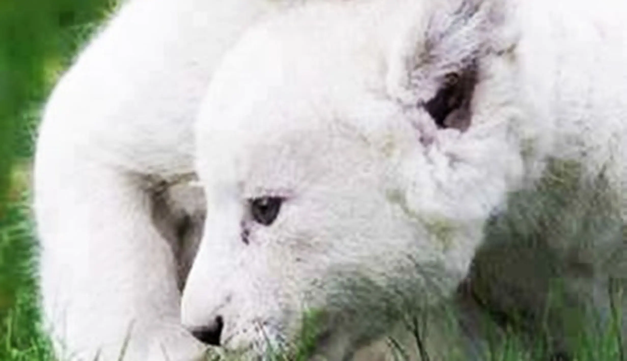 8 Potret Singa Putih Yang Menggemaskan Dan Penuh Pesona - Photo Fimela.com