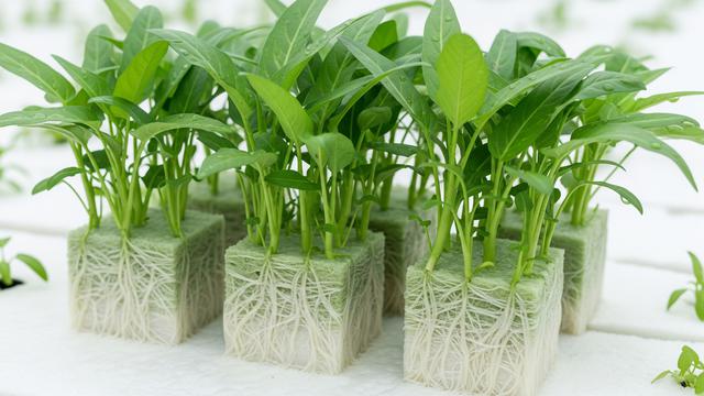 Tak Banyak yang Tahu, Media Tanam Kangkung Ini Bikin Panen Lebih Cepat