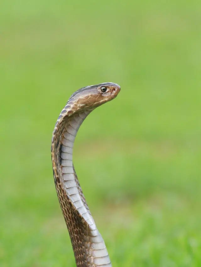 Sebelum Masuk ke Tubuh Manusia, Ular Jadi Perantara Perpindahan Virus ...